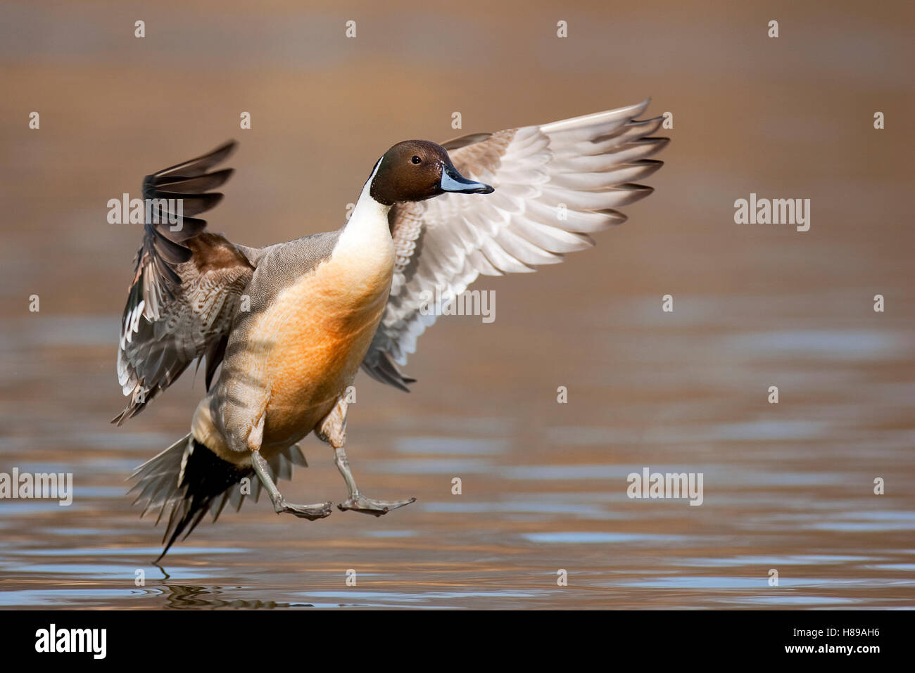Northern Pintail (Anas acuta) drake landing on water, Vancouver ...