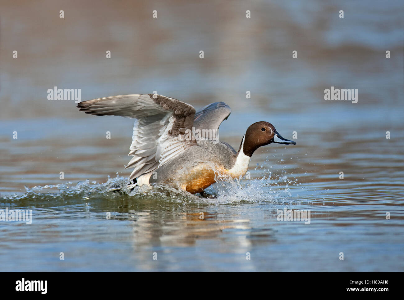 Northern Pintail (Anas acuta) drake landing on water, Vancouver ...