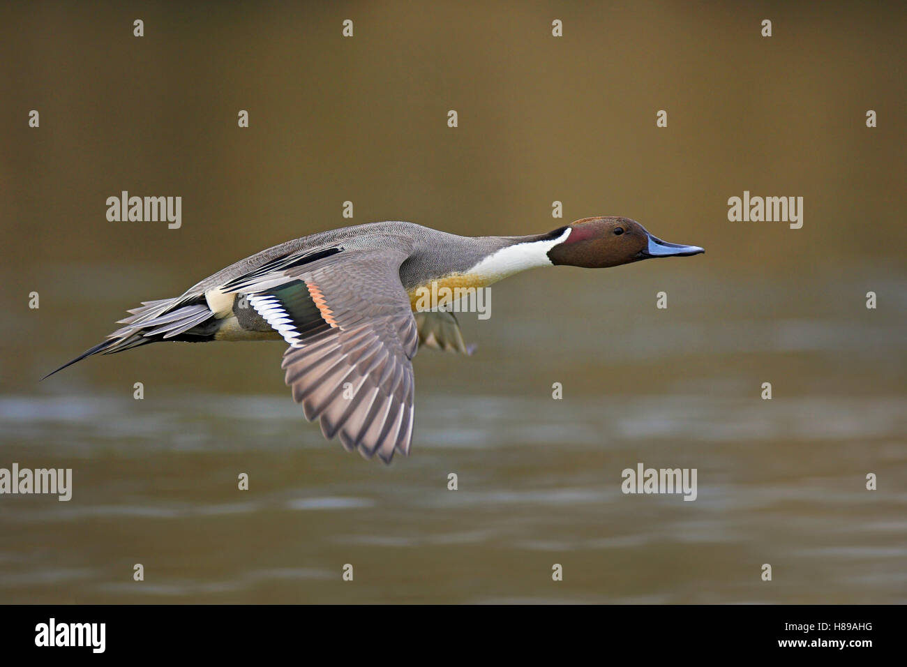 Northern Pintail (Anas acuta) drake flying, Vancouver, British Columbia ...
