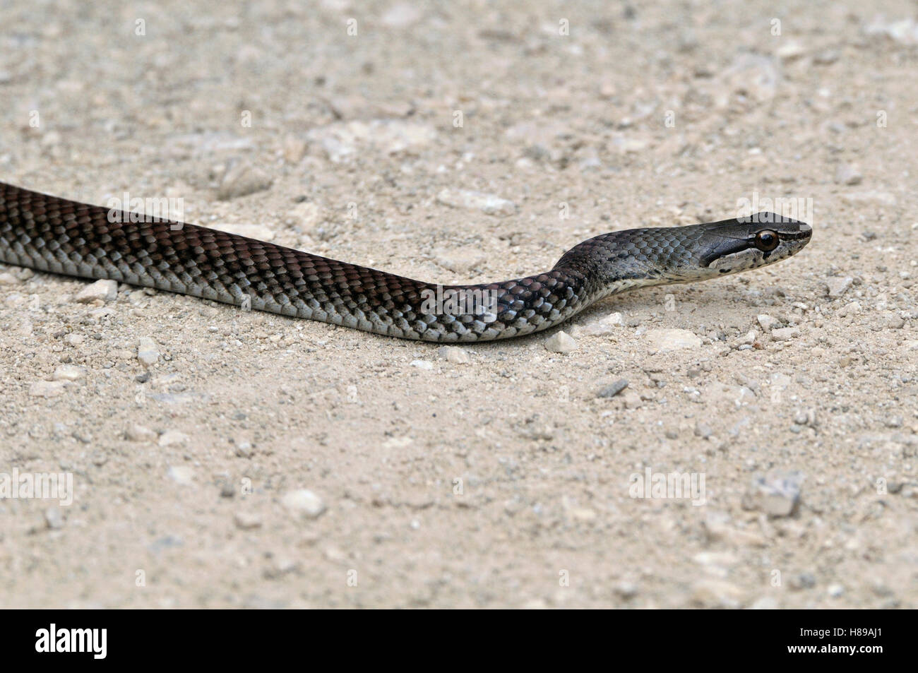 Cuban Racer (Alsophis cantherigerus), Grand Cayman, Cayman Islands ...