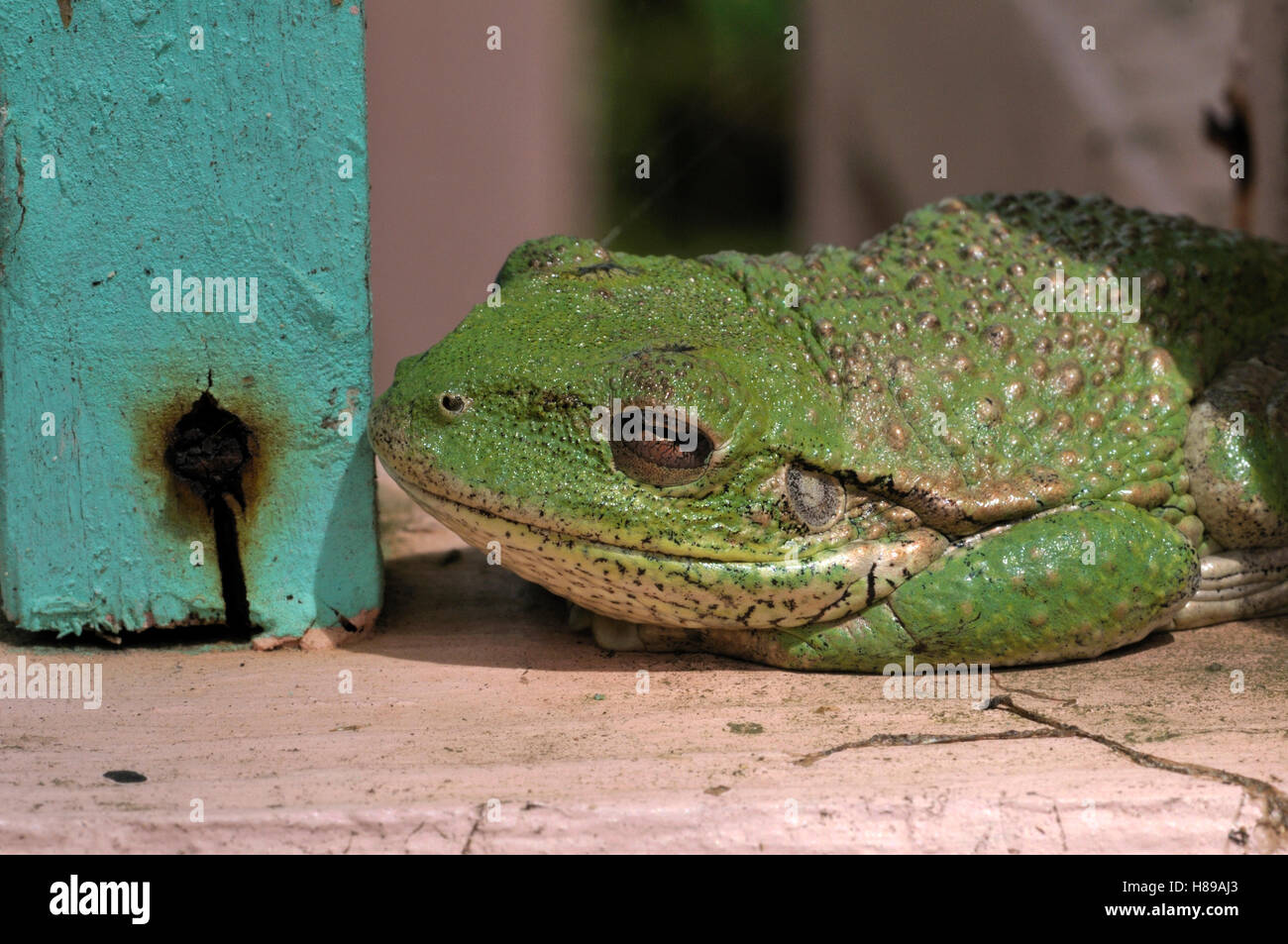 Cuban Treefrog (Osteopilus septentrionalis) resting on balcony, Grand ...