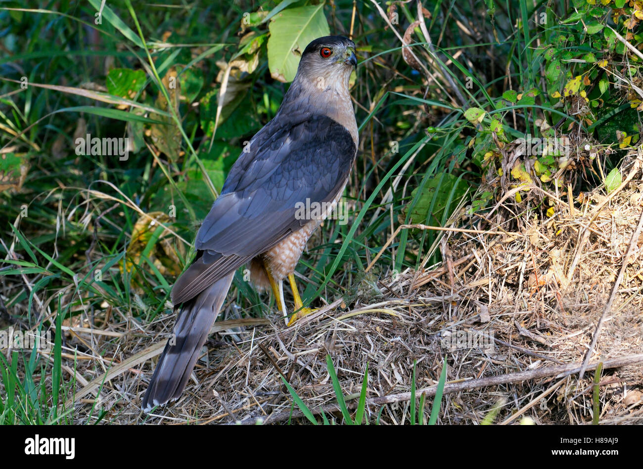 Cooper's Hawk (Accipiter cooperii) male, Kearney, Missouri Stock Photo ...