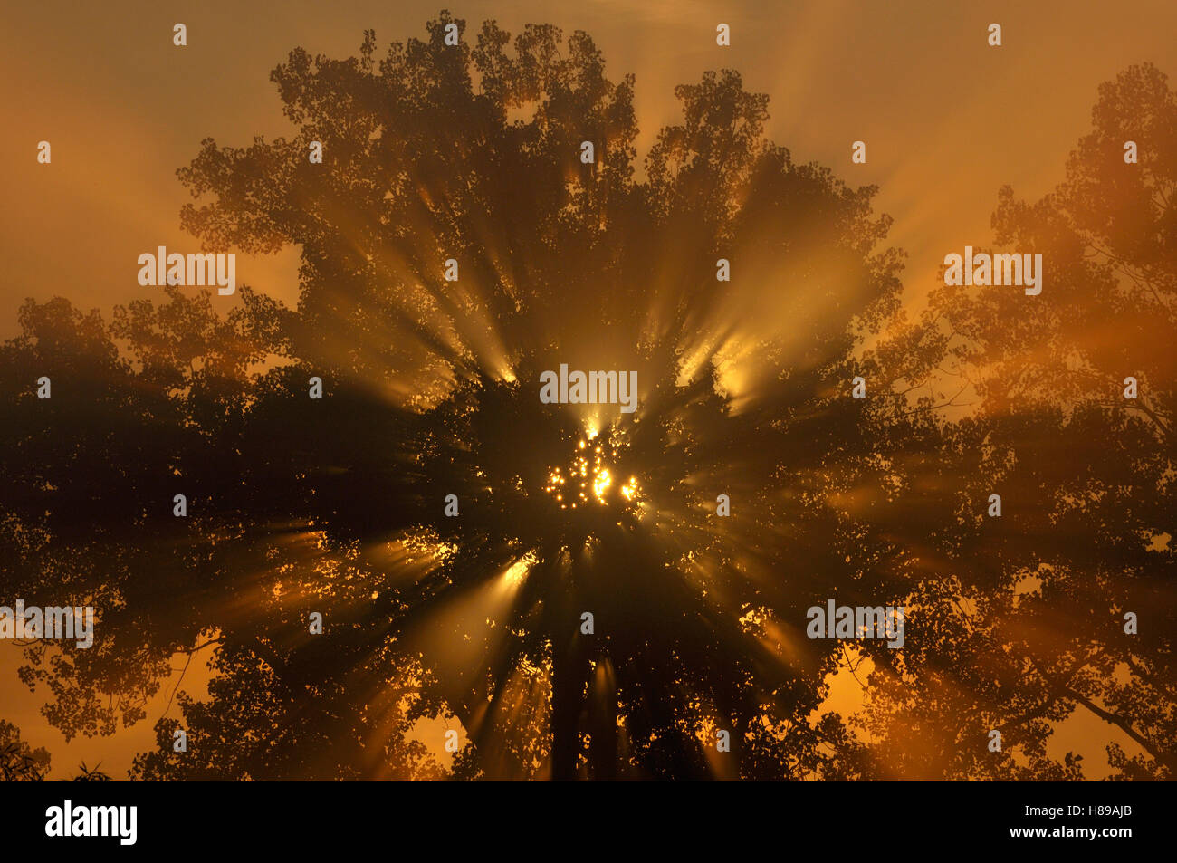 Sunrise through trees, Kearney, Missouri Stock Photo - Alamy