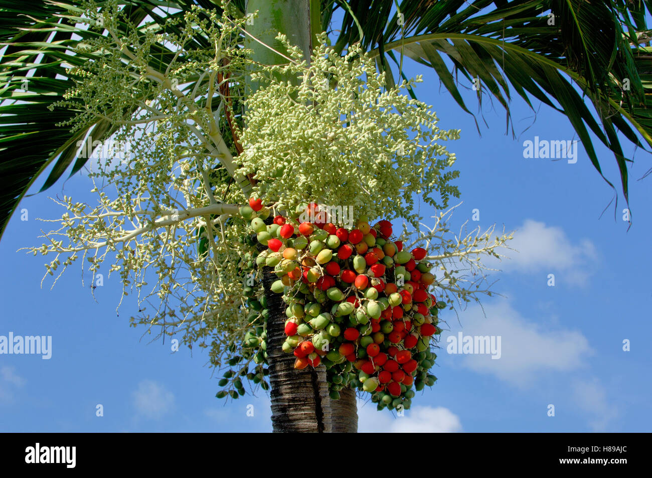 Manila Palm (Adonidia merrillii) fruits, Prospect Point, Grand Cayman ...