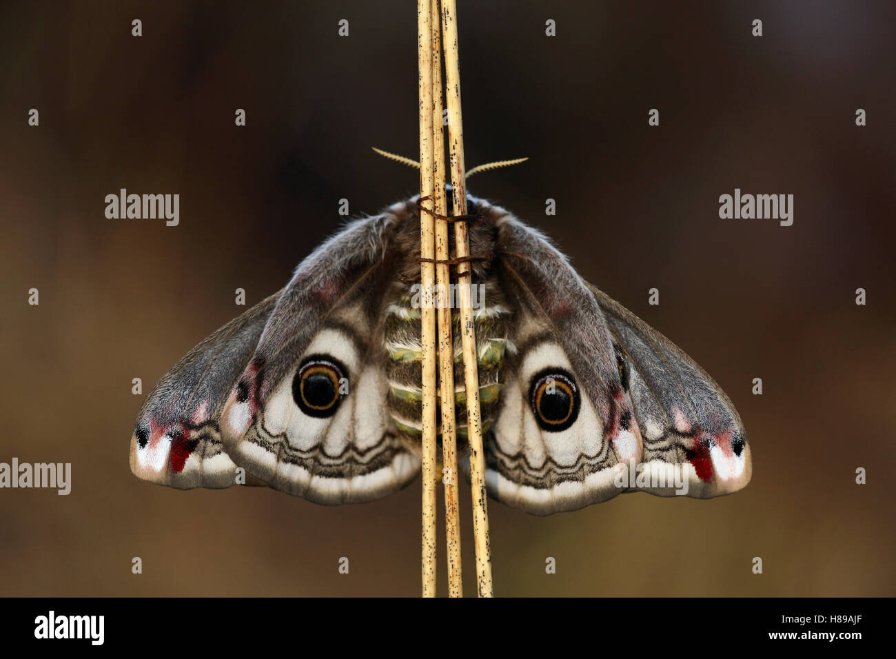 Emperor Moth (Pavonia pavonia) female showing false eyespots ...
