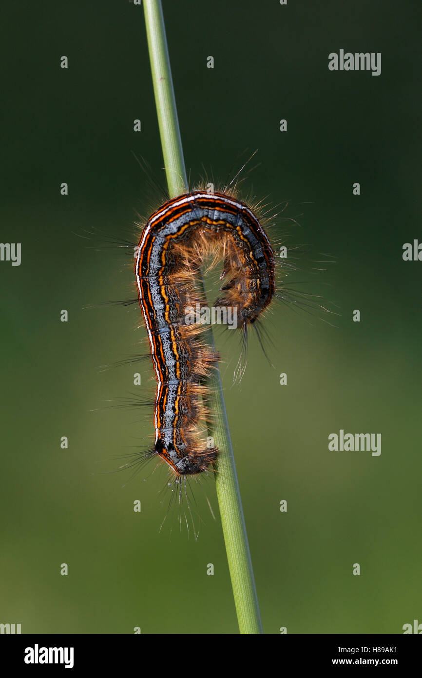 Lackey Moth (Malacosoma neustria) caterpillar, Overijssel, Netherlands ...