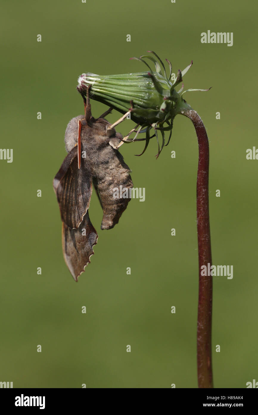 Poplar Hawk Moth (Laothoe populi) on Dandelion (Taraxacum officinale ...