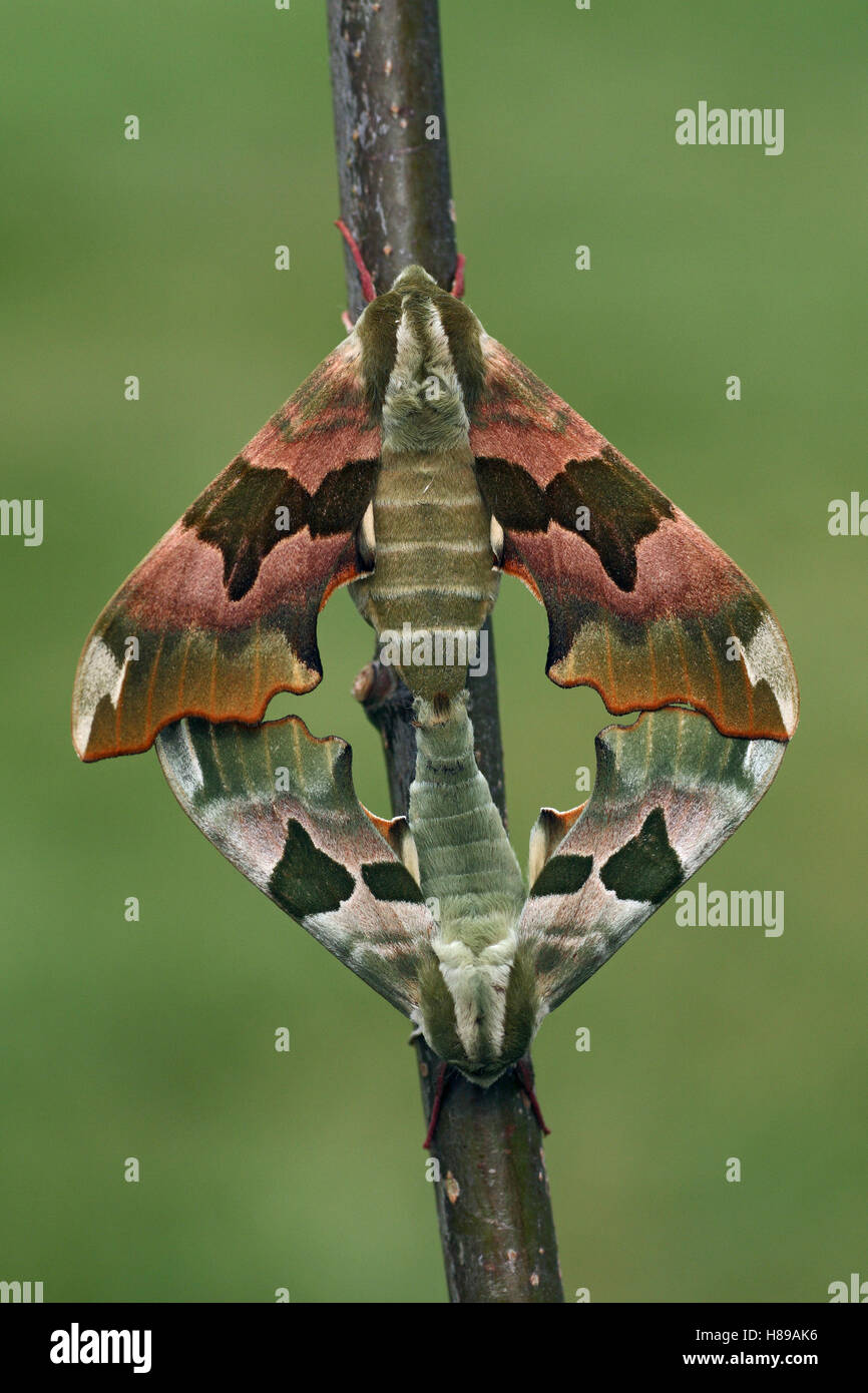 Lime Hawk Moth (Mimas tiliae) mating, Engbertsdijksvenen, Overijssel ...
