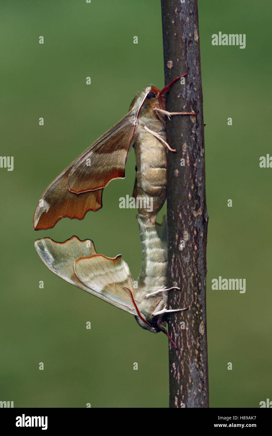 Lime Hawk Moth (Mimas tiliae) mating, Engbertsdijksvenen, Overijssel ...