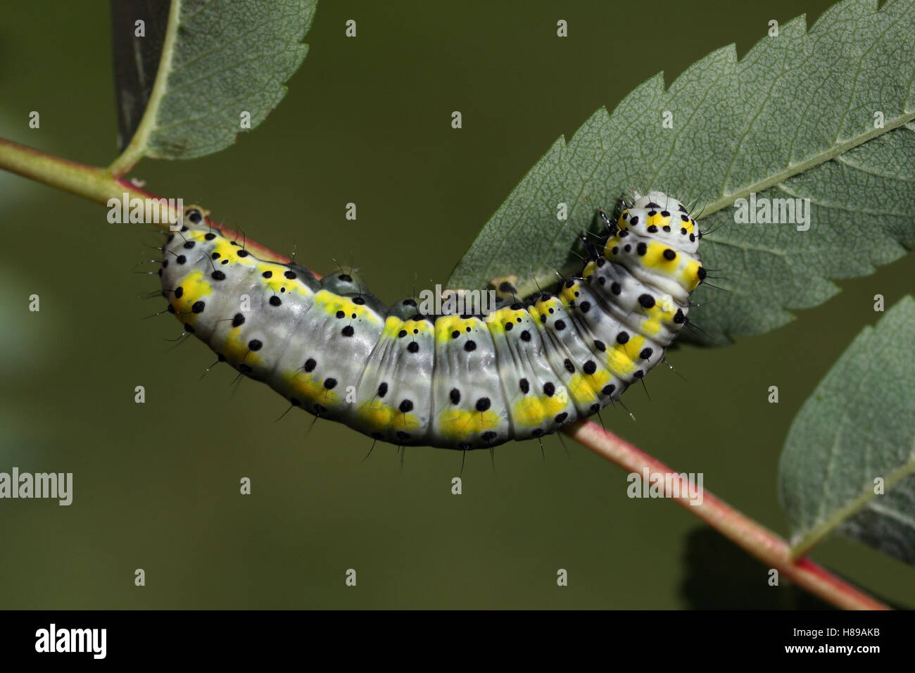 Figure of Eight (Diloba caeruleocephala) caterpillar, Engbertsdijksvenen, Overijssel ...