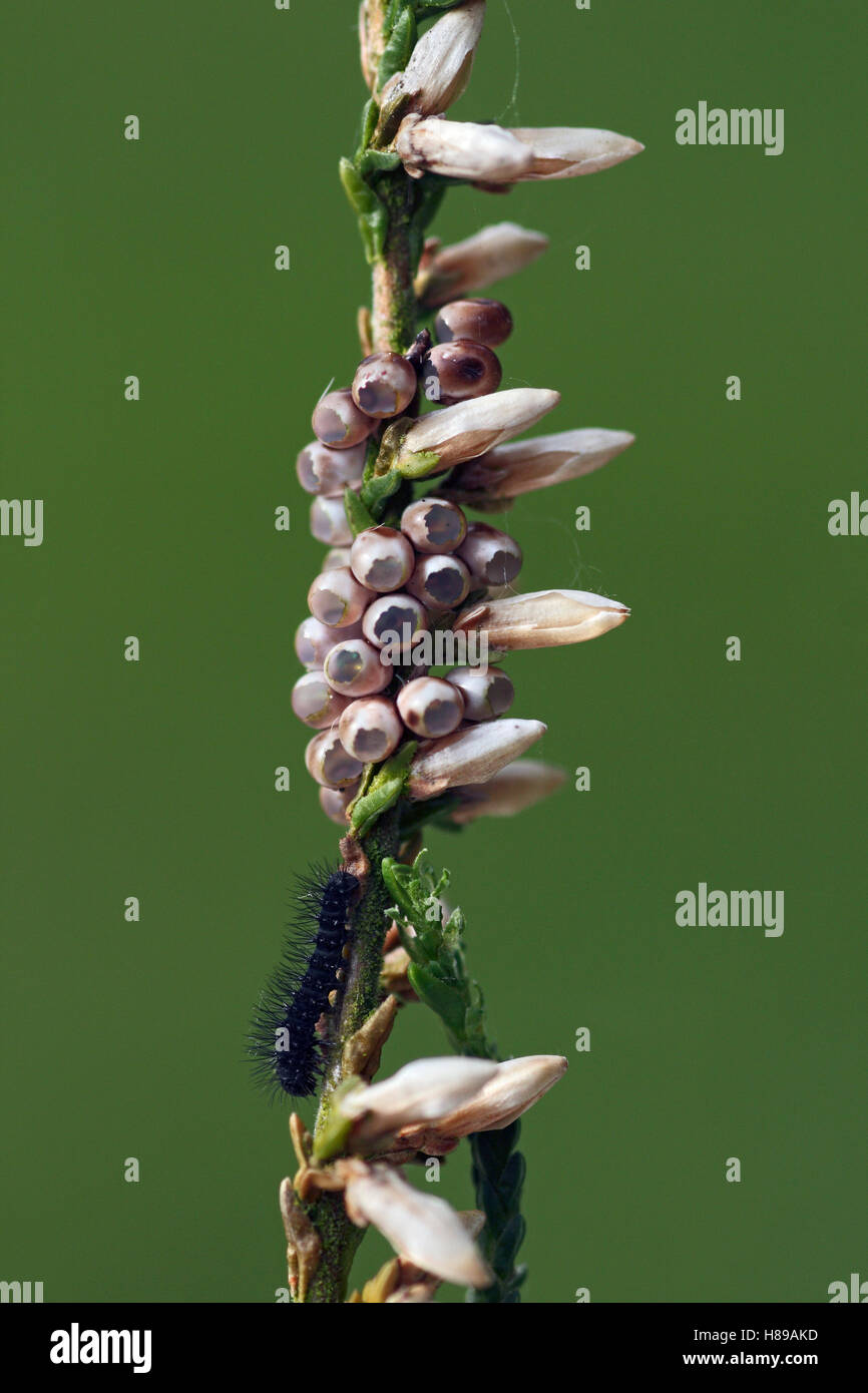 Emperor Moth (Pavonia pavonia) eggs with freshly hatched caterpillar ...