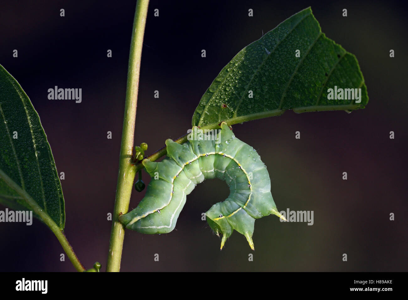 Sprawler (Brachionycha sphinx) caterpillar showing characteristic ...