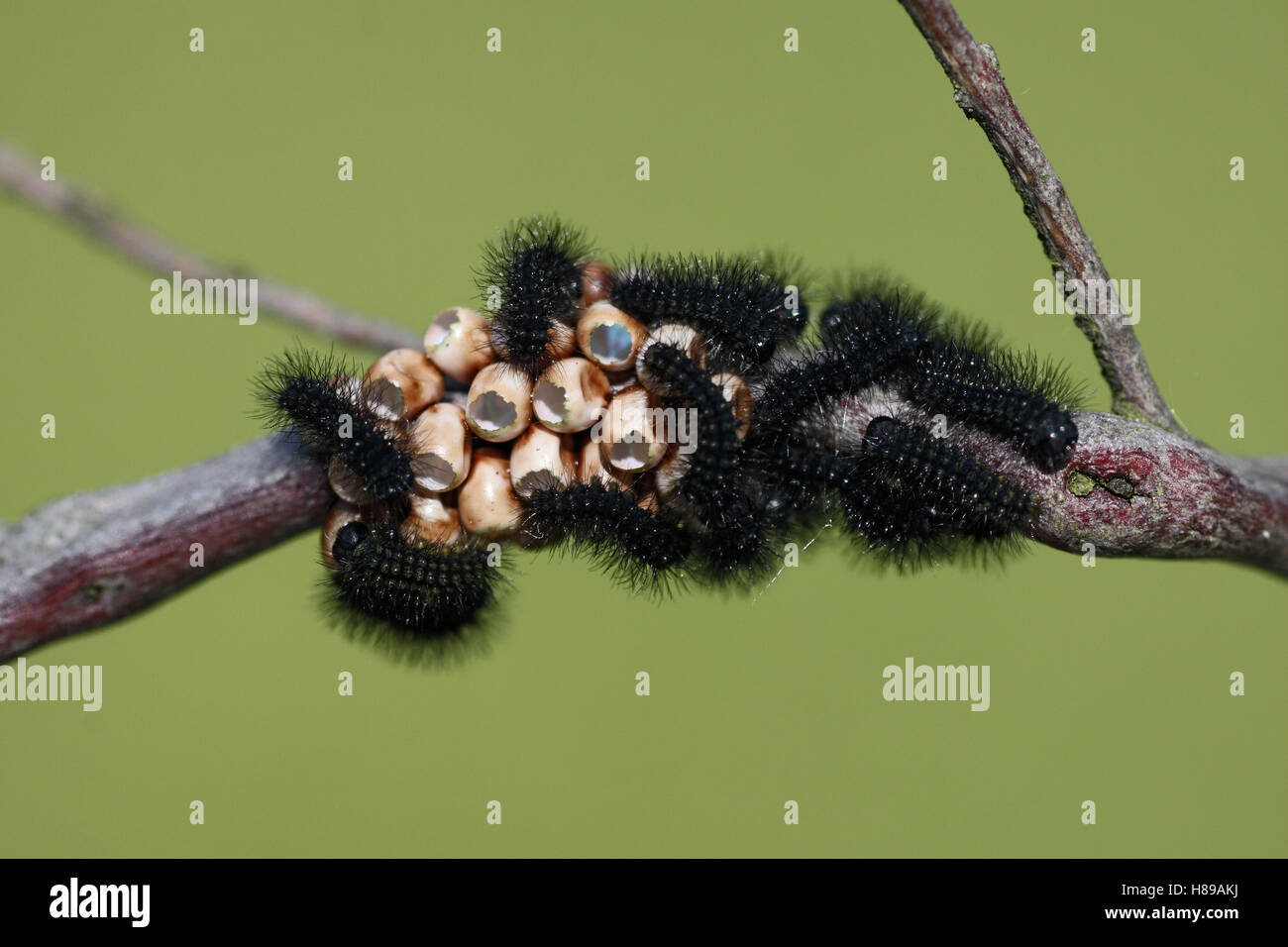 Emperor Moth (Pavonia pavonia) eggs with freshly hatched caterpillars ...