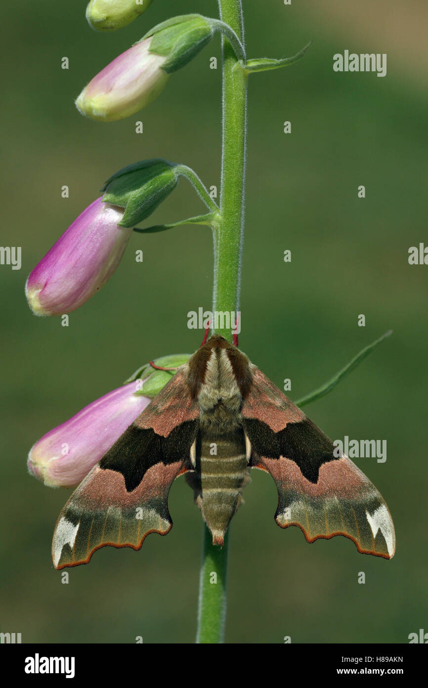 Lime Hawk Moth (Mimas tiliae) female on Purple Foxglove (Digitalis ...