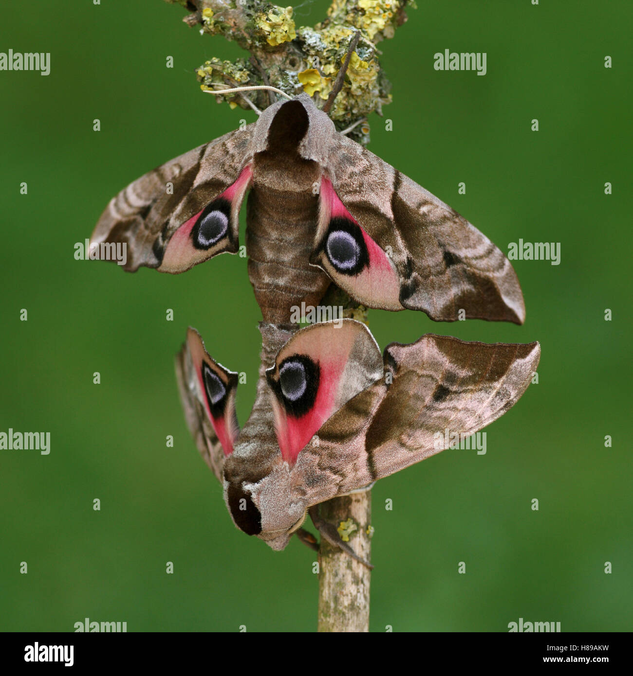 Eyed Hawk Moth (Smerinthus ocellata) pair mating, Engbertsdijksvenen ...