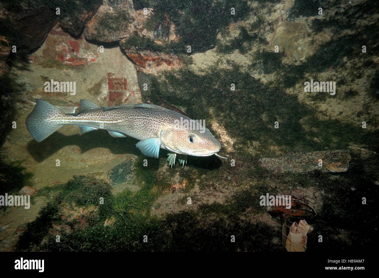 Atlantic Cod (Gadus morhua), North Sea, Netherlands Stock Photo - Alamy