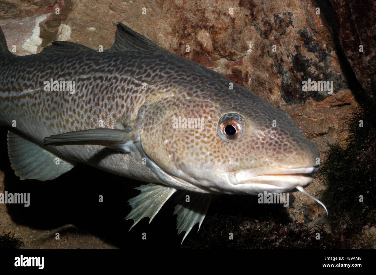 Atlantic Cod (Gadus morhua) swimming between rocks, North Sea ...