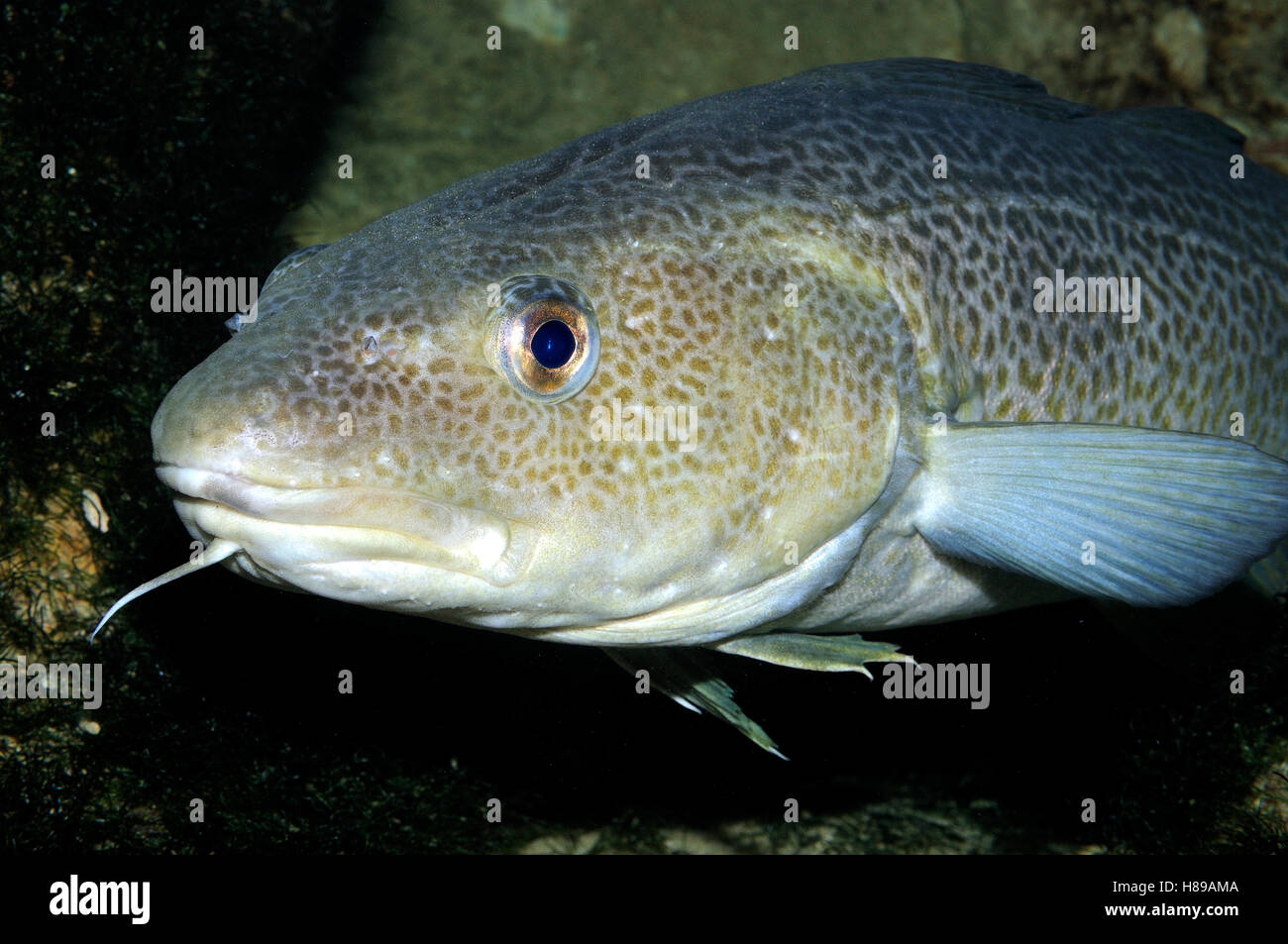 Atlantic Cod (Gadus morhua) swimming between rocks, North Sea ...