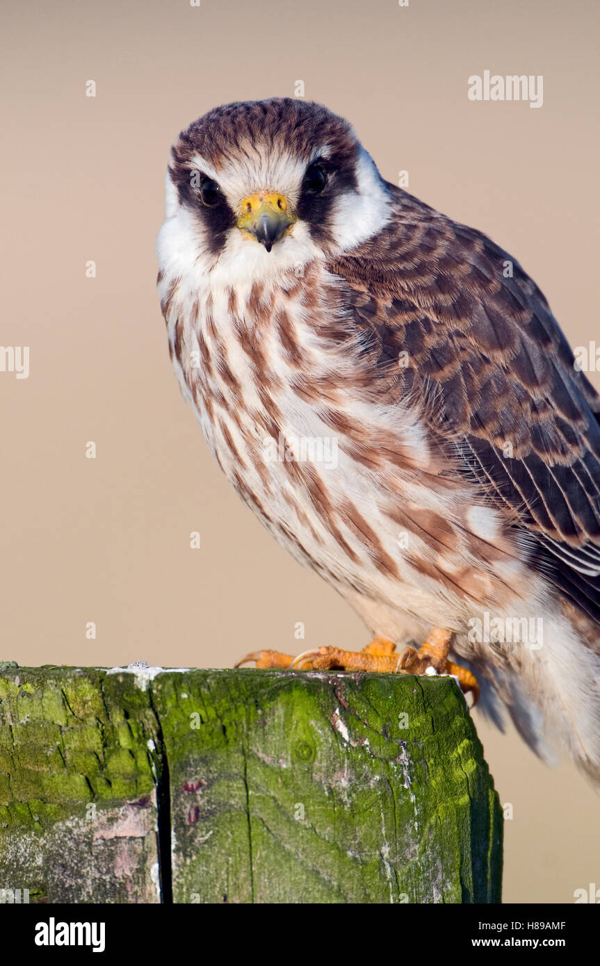 Red-footed Falcon (Falco vespertinus) juvenile, Lauwersmeer, Friesland ...