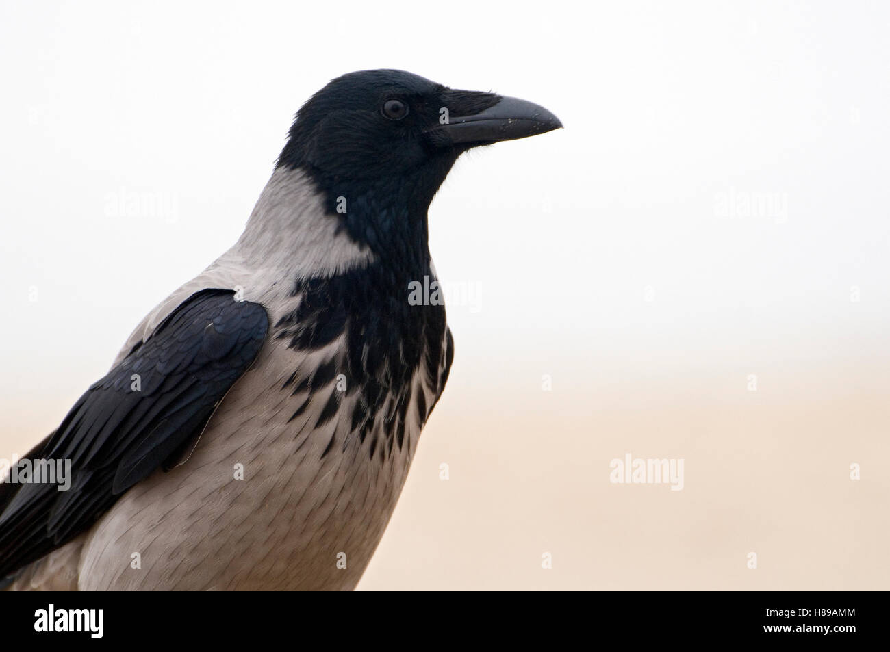 Hooded Crow (Corvus cornix) head portrait, Mydzezdroje, Poland Stock ...