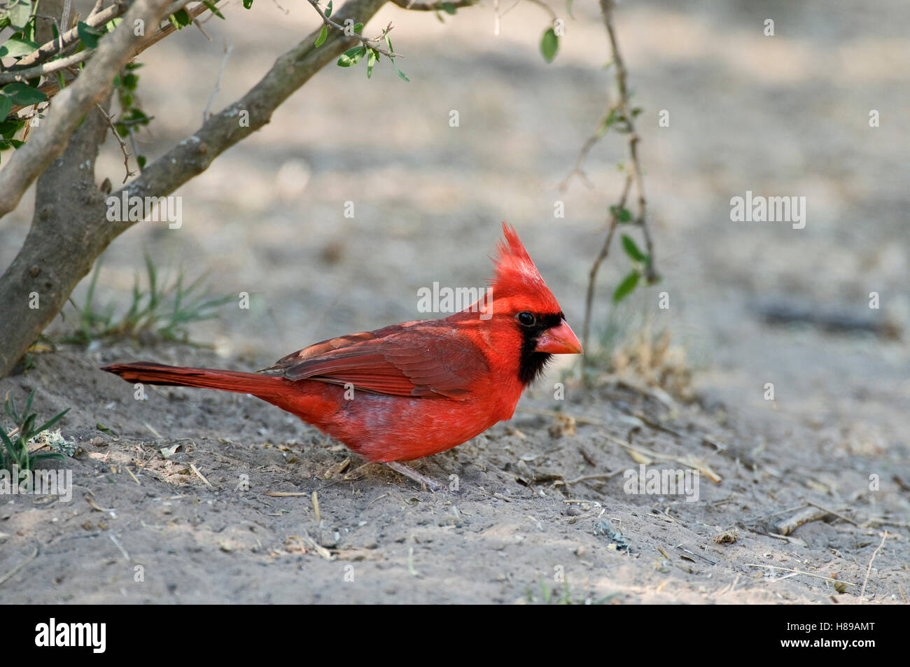 Northern Cardinal (Cardinalis cardinalis) male, Texas Stock Photo - Alamy