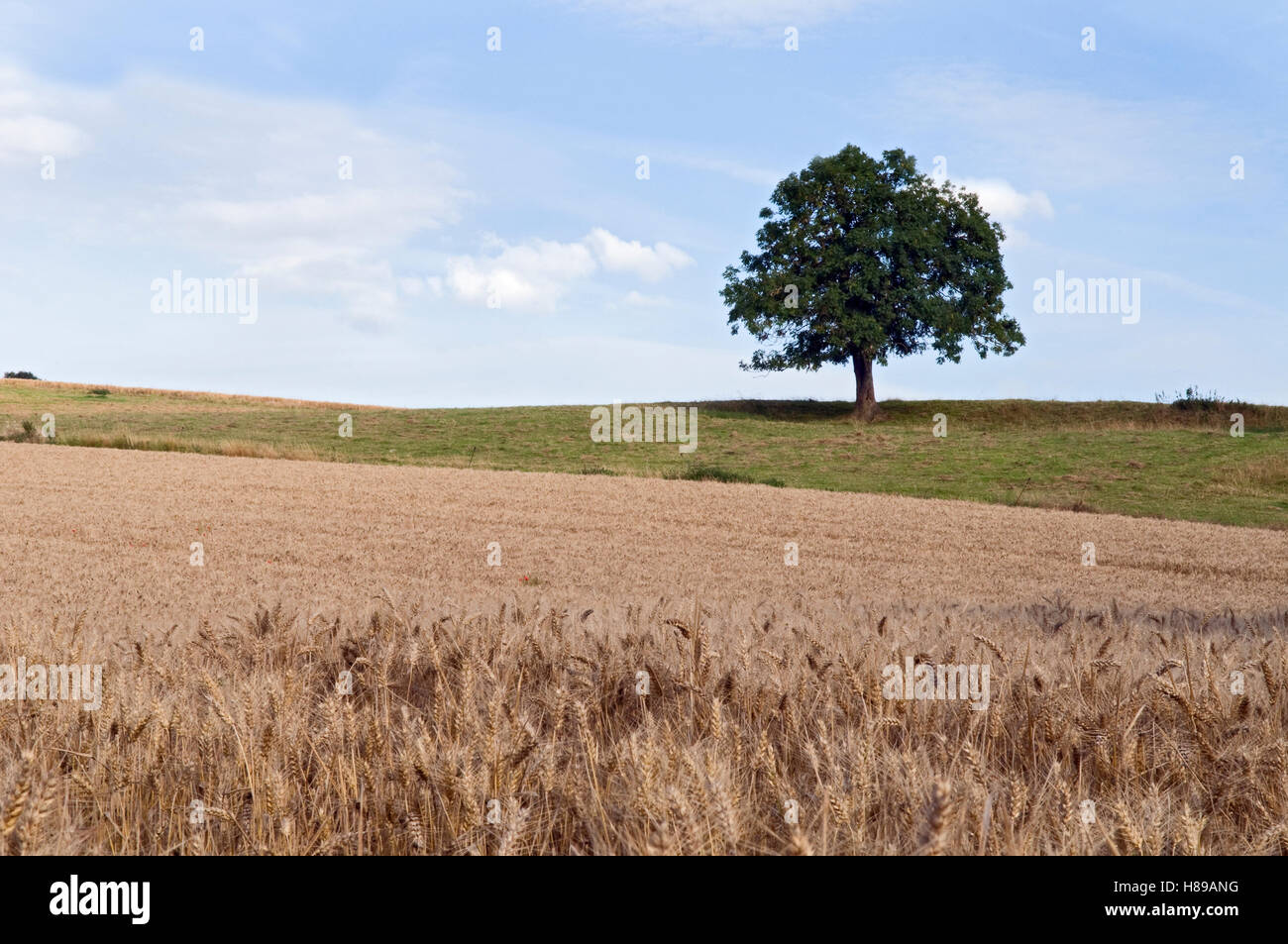 Field with grain, Normandy, France Stock Photo - Alamy