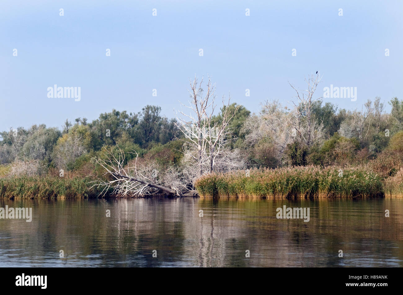 Swamp forest, Oder Delta, Poland Stock Photo - Alamy