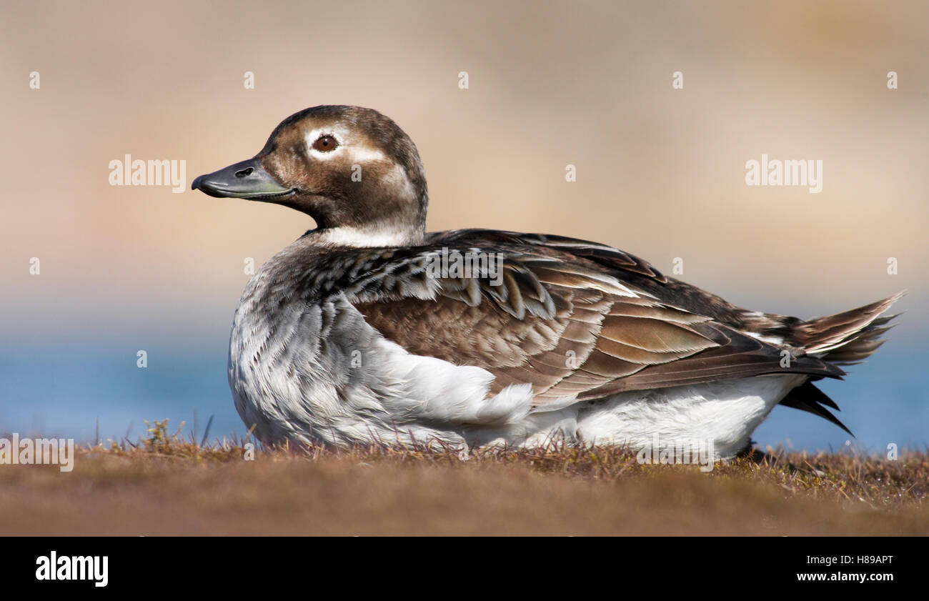 Long-tailed Duck (Clangula hyemalis) female, Svalbard, Arctic Ocean ...
