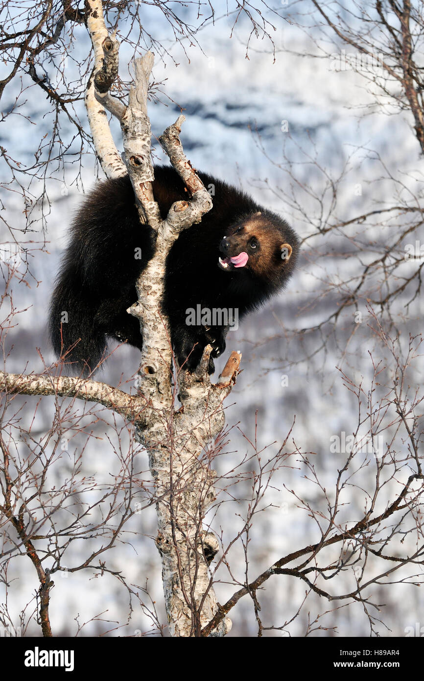 Wolverine (Gulo gulo) in tree, Norway Stock Photo - Alamy