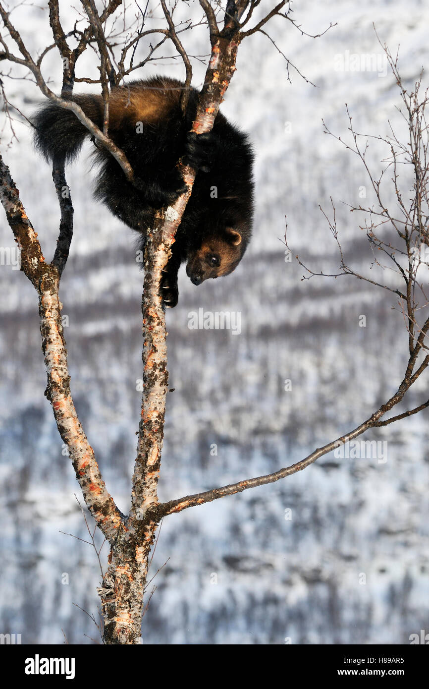 Wolverine (Gulo gulo) in tree, Norway Stock Photo - Alamy