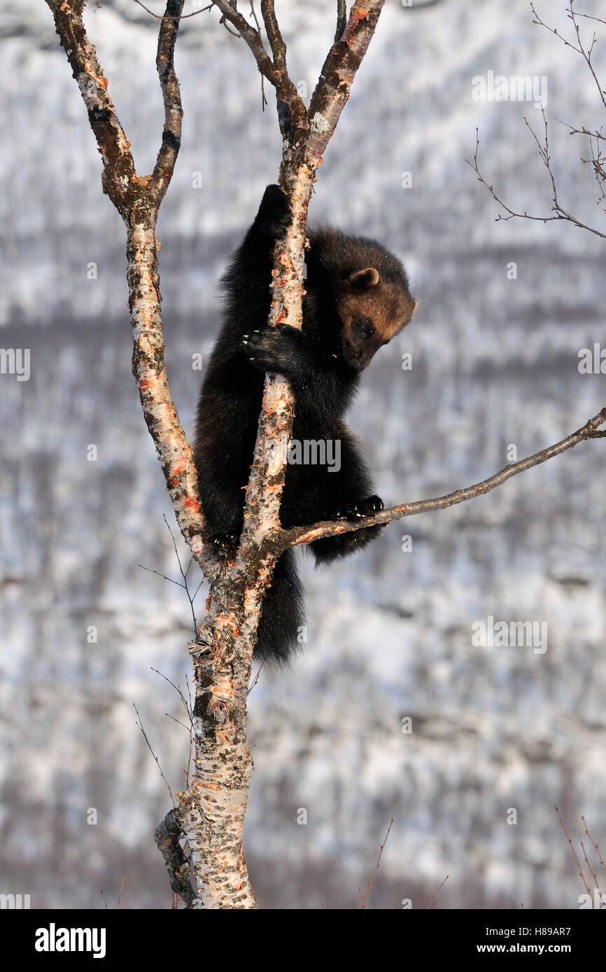 Wolverine (Gulo gulo) in tree, Norway Stock Photo - Alamy
