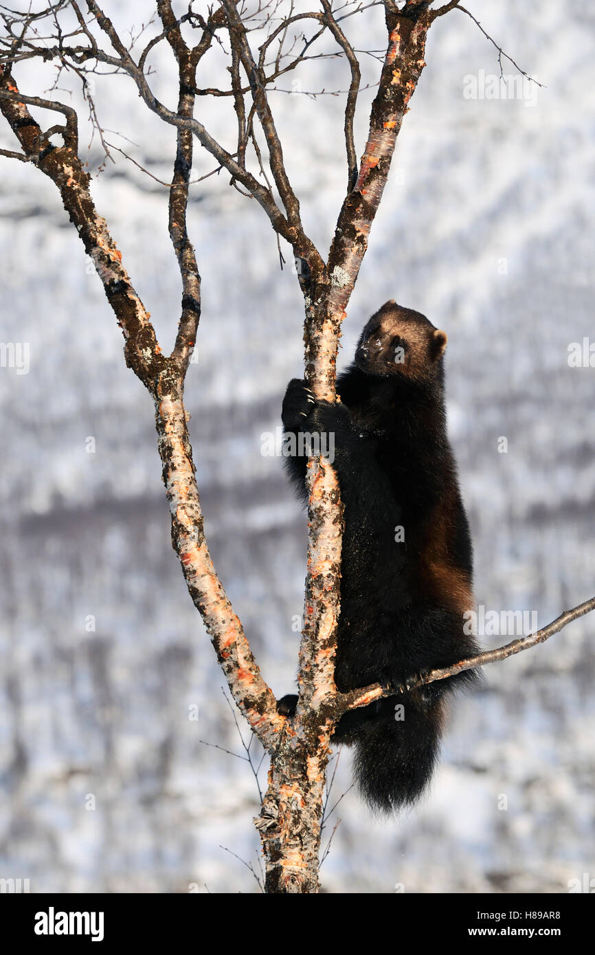 Wolverine (Gulo gulo) climbing tree, Norway Stock Photo - Alamy