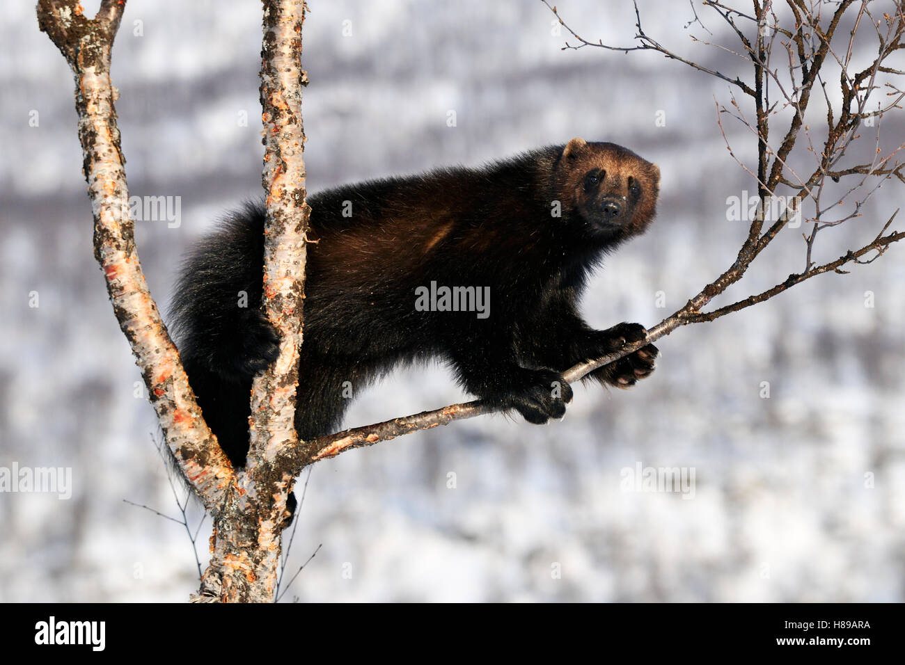 Wolverine (Gulo gulo) in a tree, Norway Stock Photo - Alamy