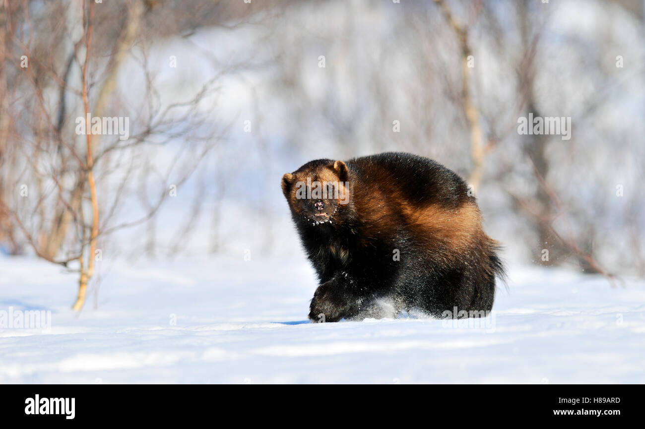 Wolverine (Gulo gulo) in the snow, Norway Stock Photo - Alamy