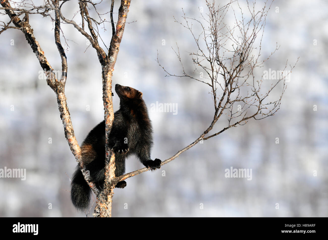 Wolverine (Gulo gulo) climbing in a tree, Norway Stock Photo - Alamy