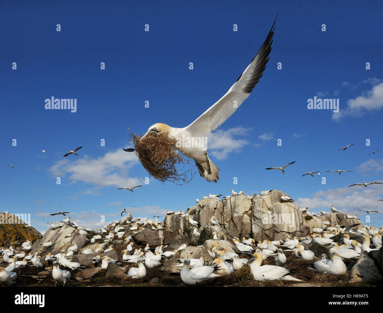 Northern Gannet (Morus bassanus) flying over breeding colony with ...