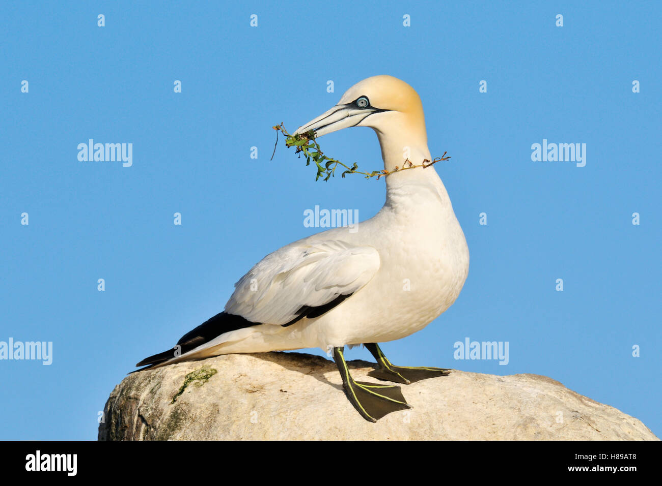 Northern Gannet (Morus bassanus) with nesting material, Saltee Island, Ireland Stock Photo - Alamy