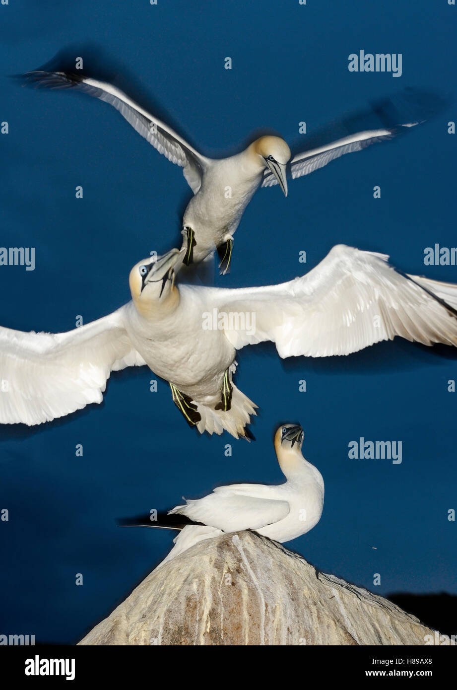 Northern Gannet (Morus bassanus) pair flying over rock, Saltee Island, Ireland Stock Photo - Alamy