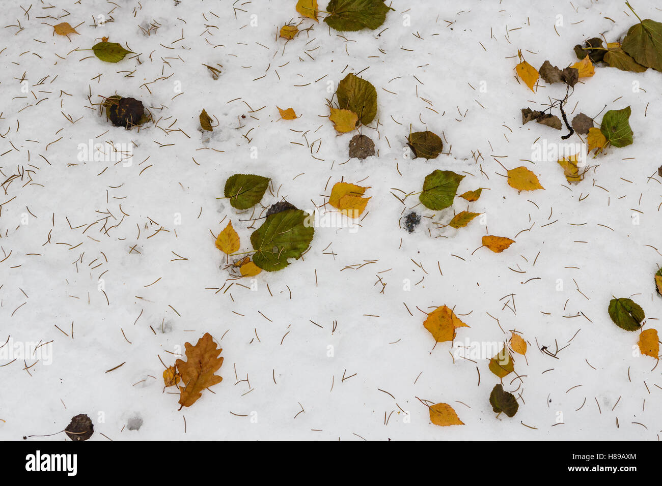 Fall leaves pattern hi-res stock photography and images - Alamy