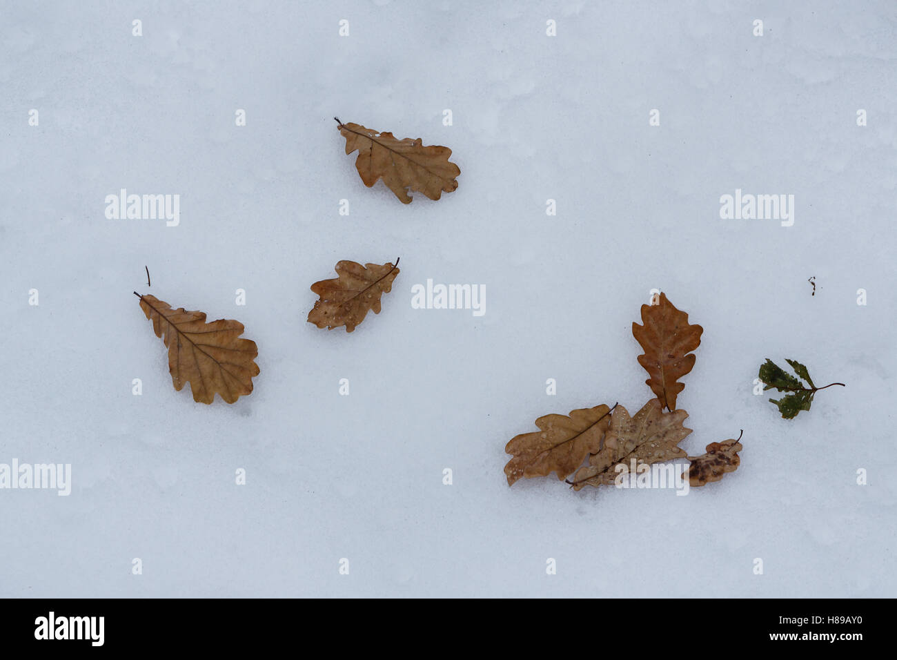 pattern from snow and the fallen down leaves Stock Photo - Alamy