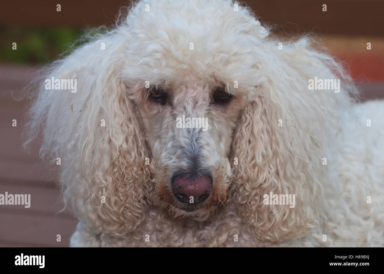 The french poodle hi-res stock photography and images - Alamy