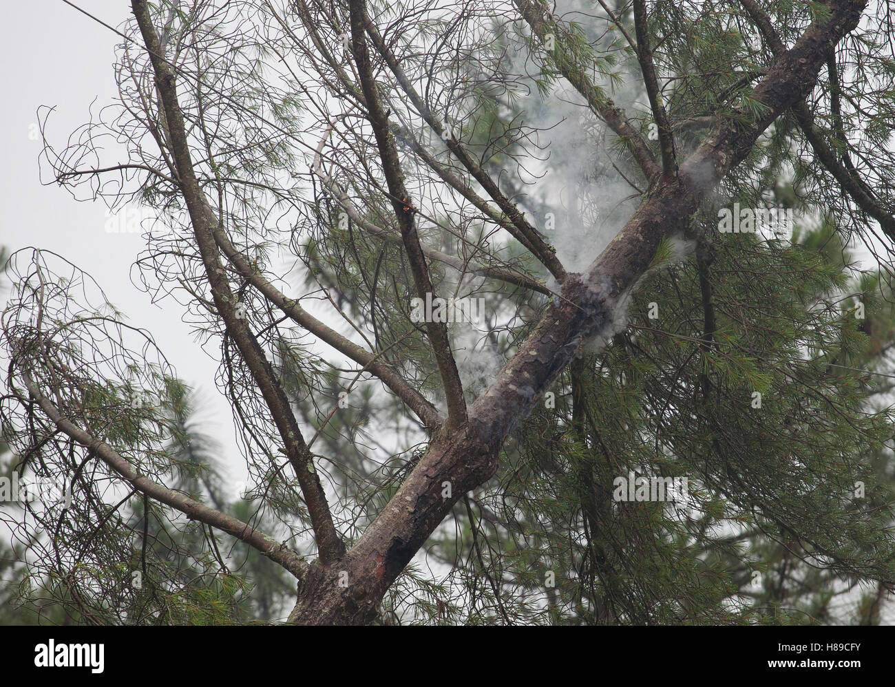 Smoking Tree Stock Photos & Smoking Tree Stock Images - Alamy