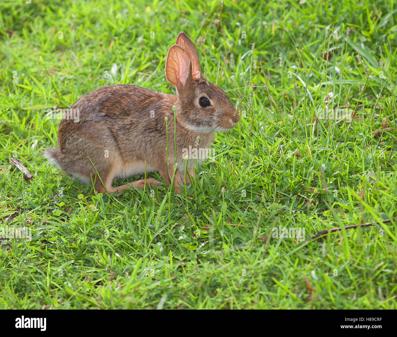 Motionless animal hi-res stock photography and images - Alamy