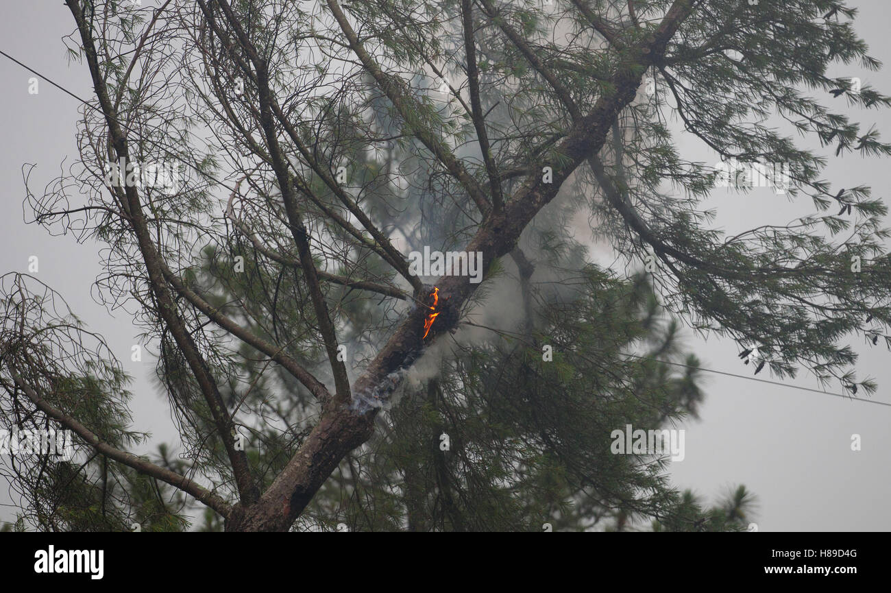 Large pine tree that is across a thick power line Stock Photo - Alamy
