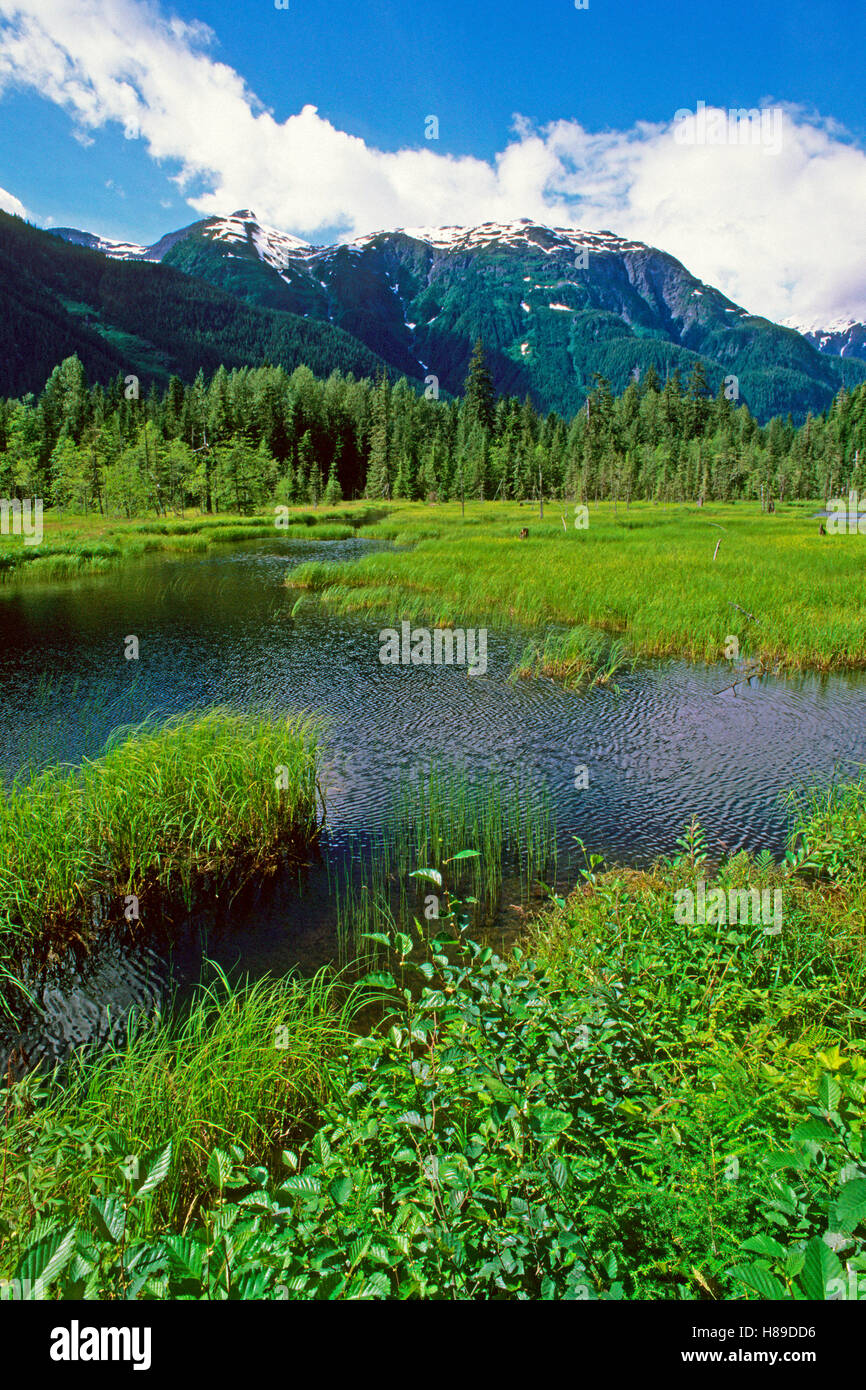 Salmon River, Tongass National Forest, Hyder, Alaska, USA Stock Photo ...
