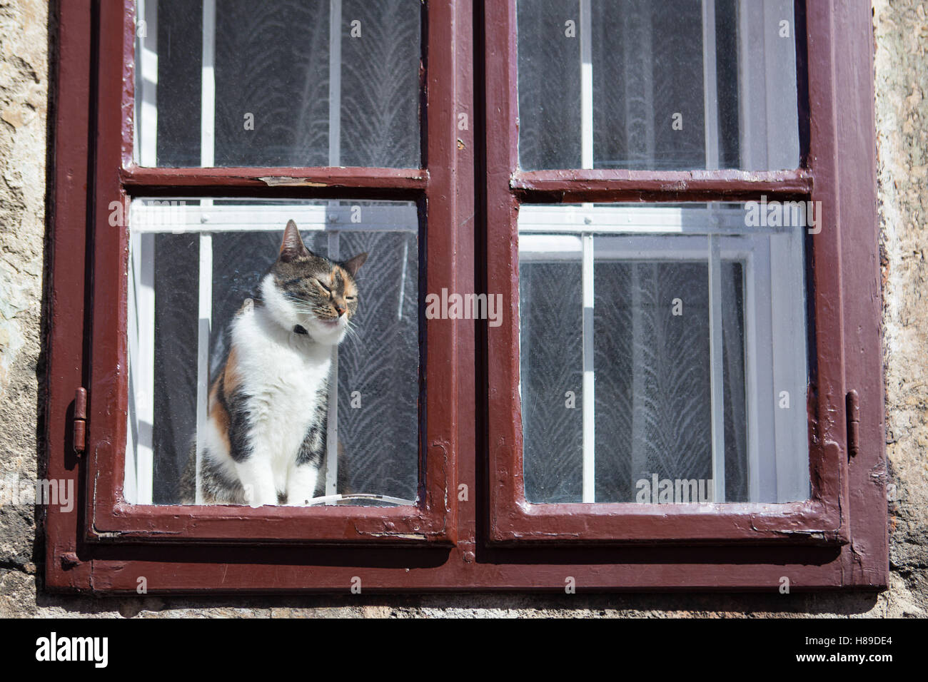 Cat looking outside through the red window Stock Photo - Alamy