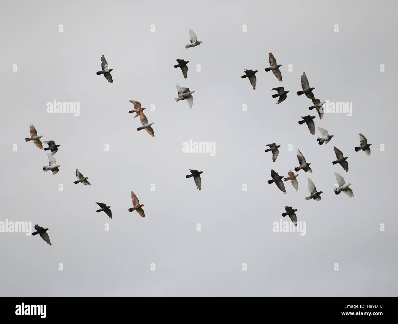Flock of pigeons that are flying in the evening sky Stock Photo - Alamy