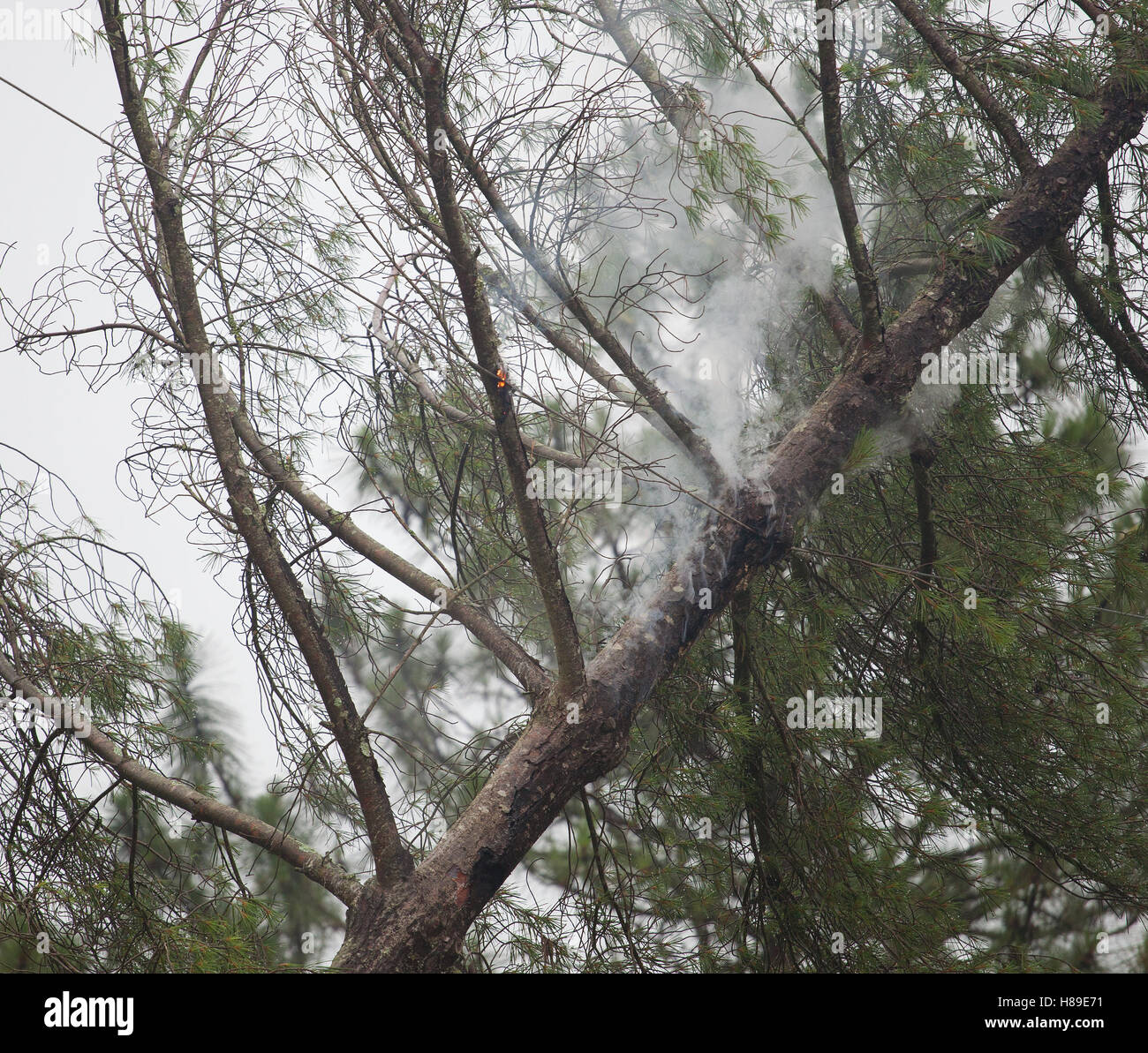 With a tree across the power lines it looks like on is burning Stock ...