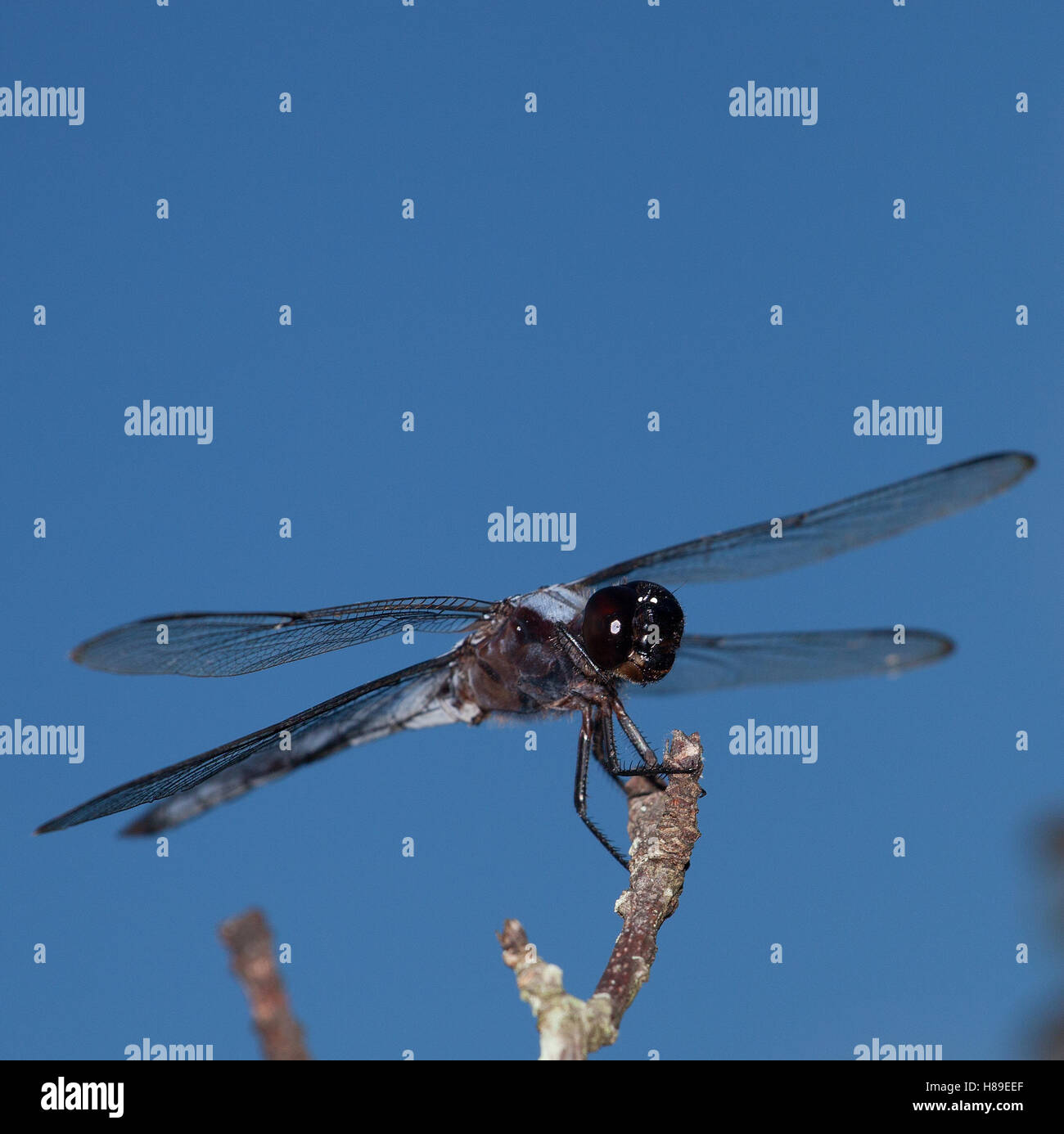 Black and white dragonfly that looks like it is smiling Stock Photo - Alamy
