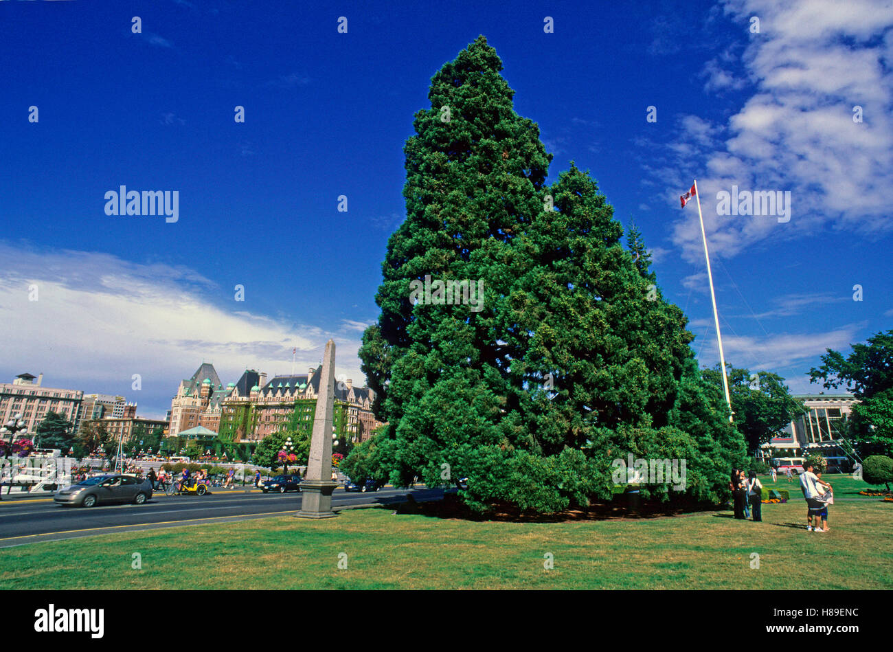 Large tall tree vancouver hi-res stock photography and images - Alamy